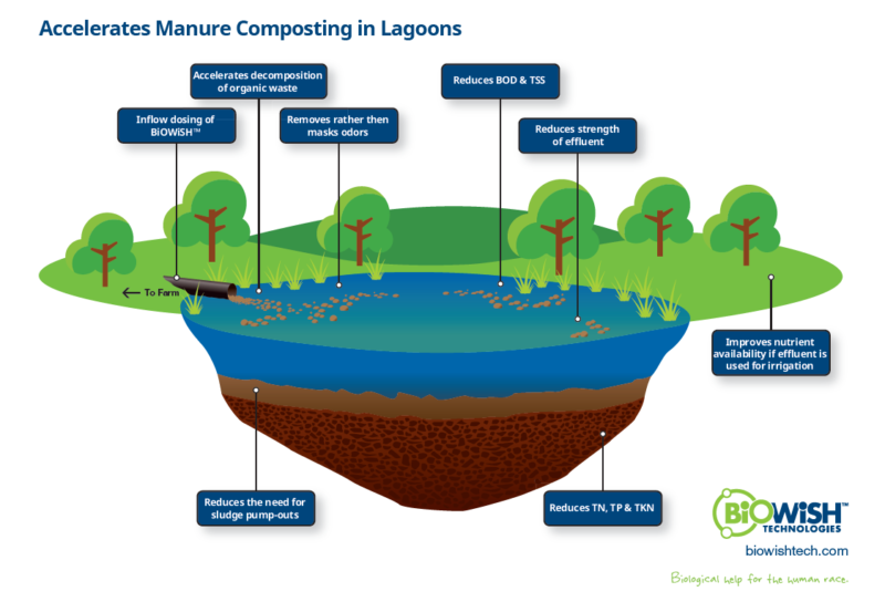 manure-lagoon-infographic