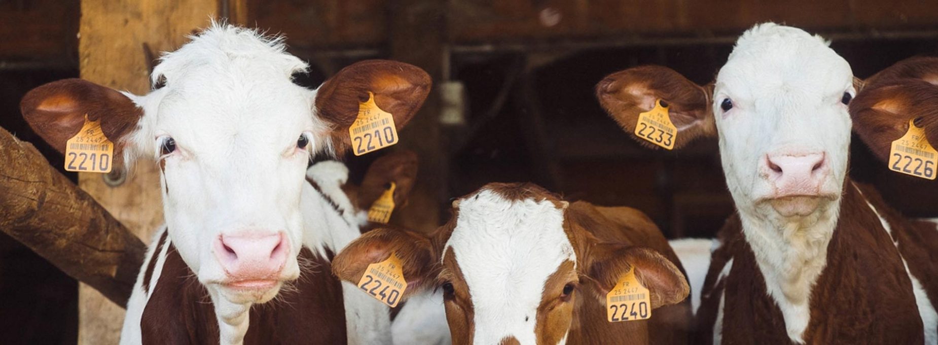 manure-odor-treatment-beef-dairy-banner